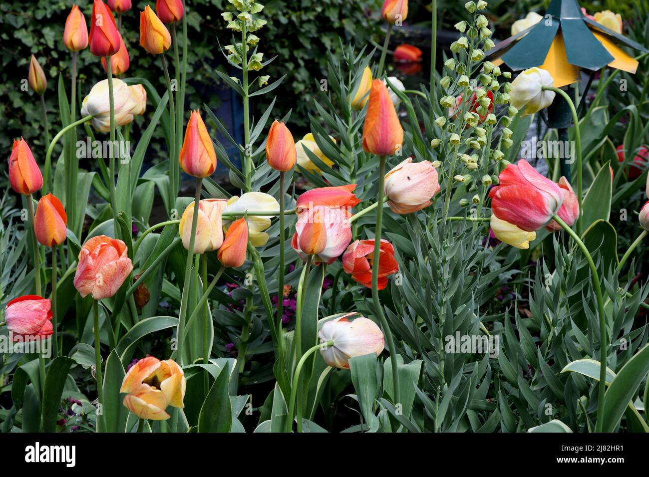Kastrup/Copenhagen/Denmark/12 May 2022/ tulips flowers in garden in ...