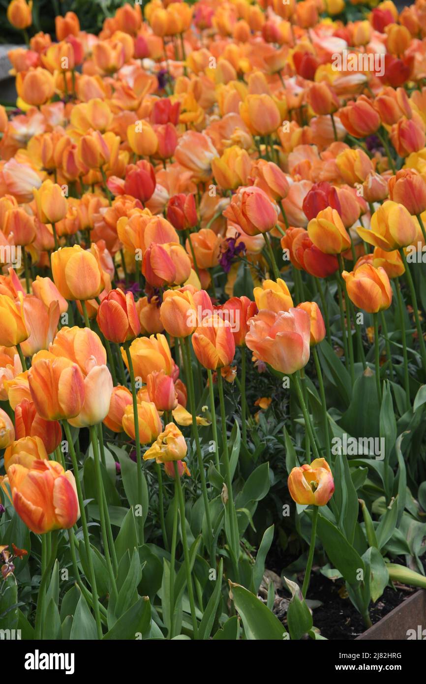 Kastrup/Copenhagen/Denmark/12 May 2022/ tulips flowers in garden in ...