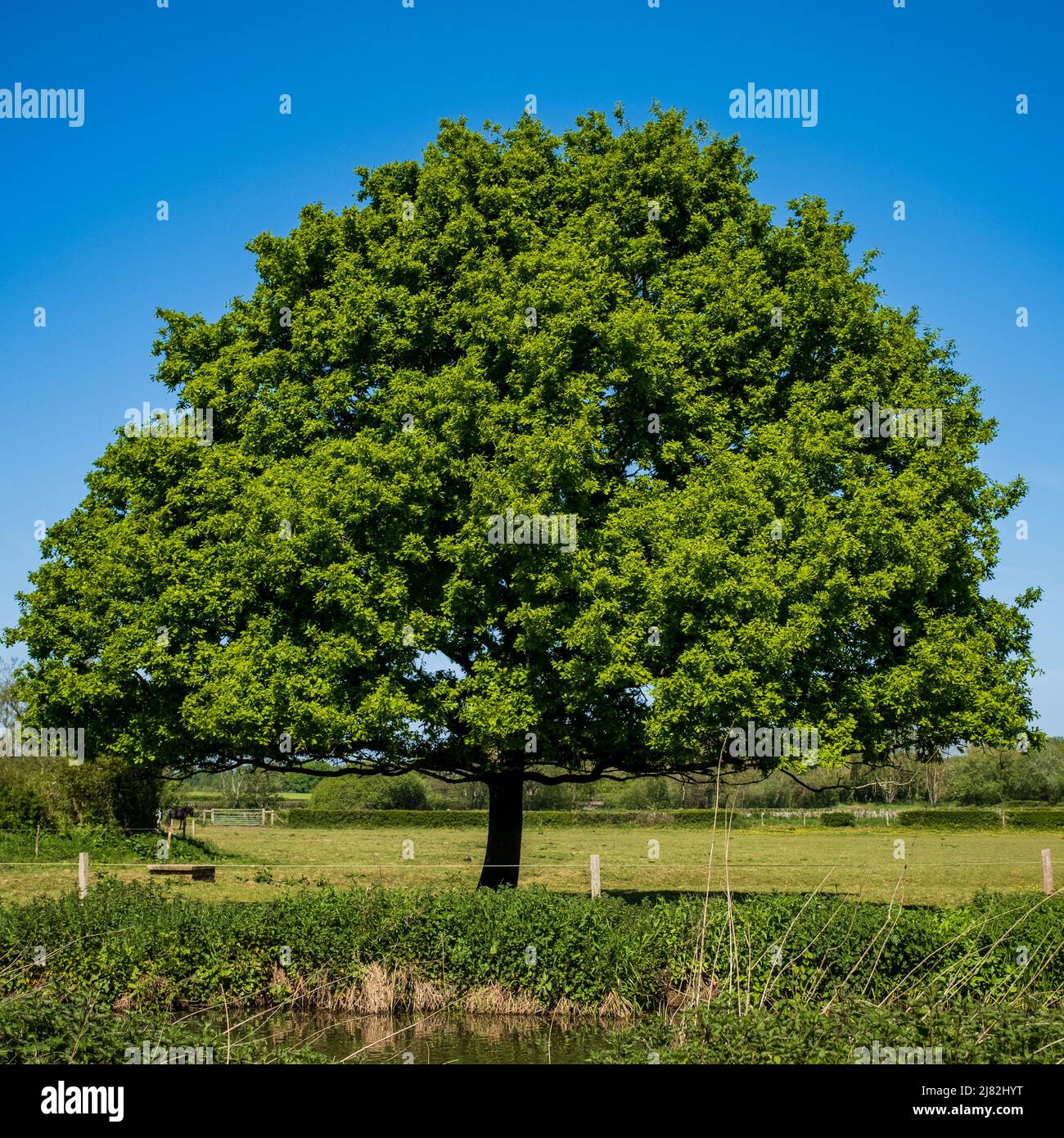 English Common oak tree in leaf by river bank Stock Photo - Alamy