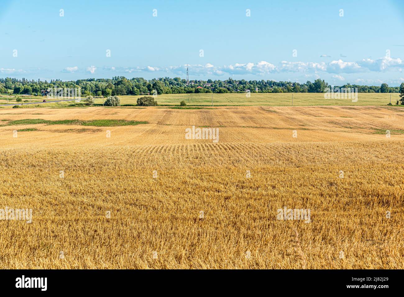 Yellow farm field at fall under blue sky with white clouds in Ontario ...