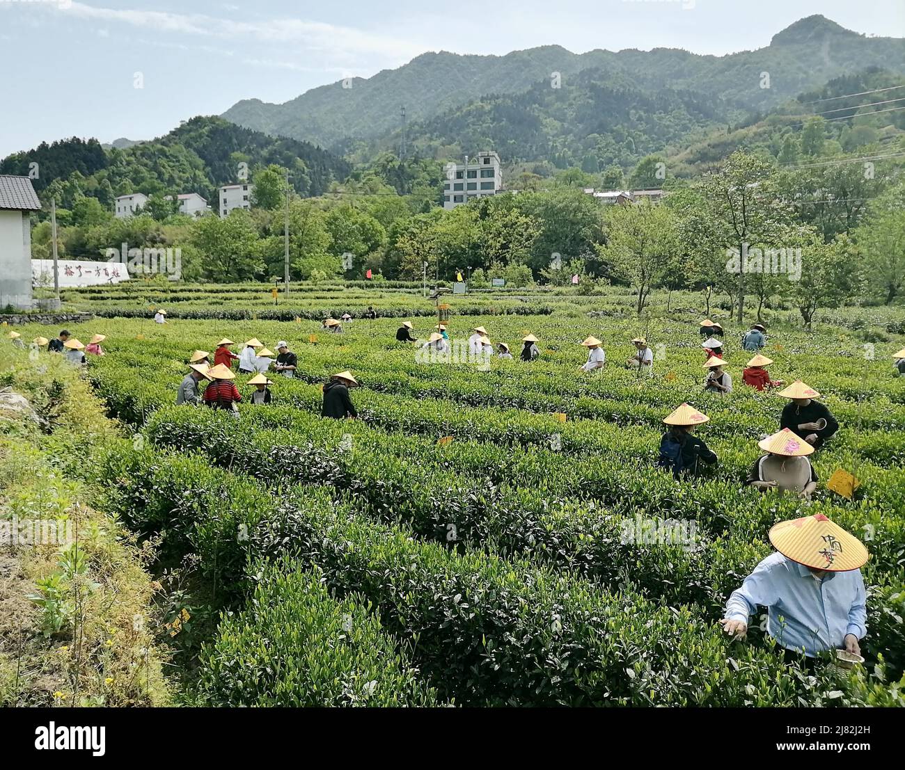 Jinzhai, China's Anhui Province. 2nd May, 2021. File photo shows ...