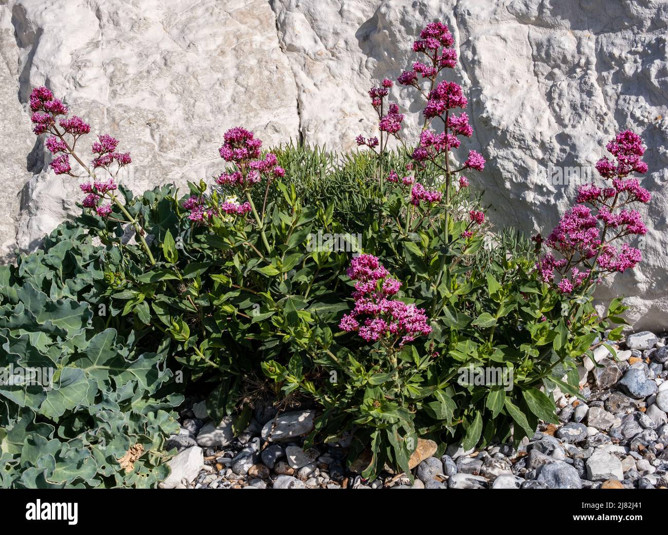 Red valerian clump at foot of chalk cliff Stock Photo - Alamy