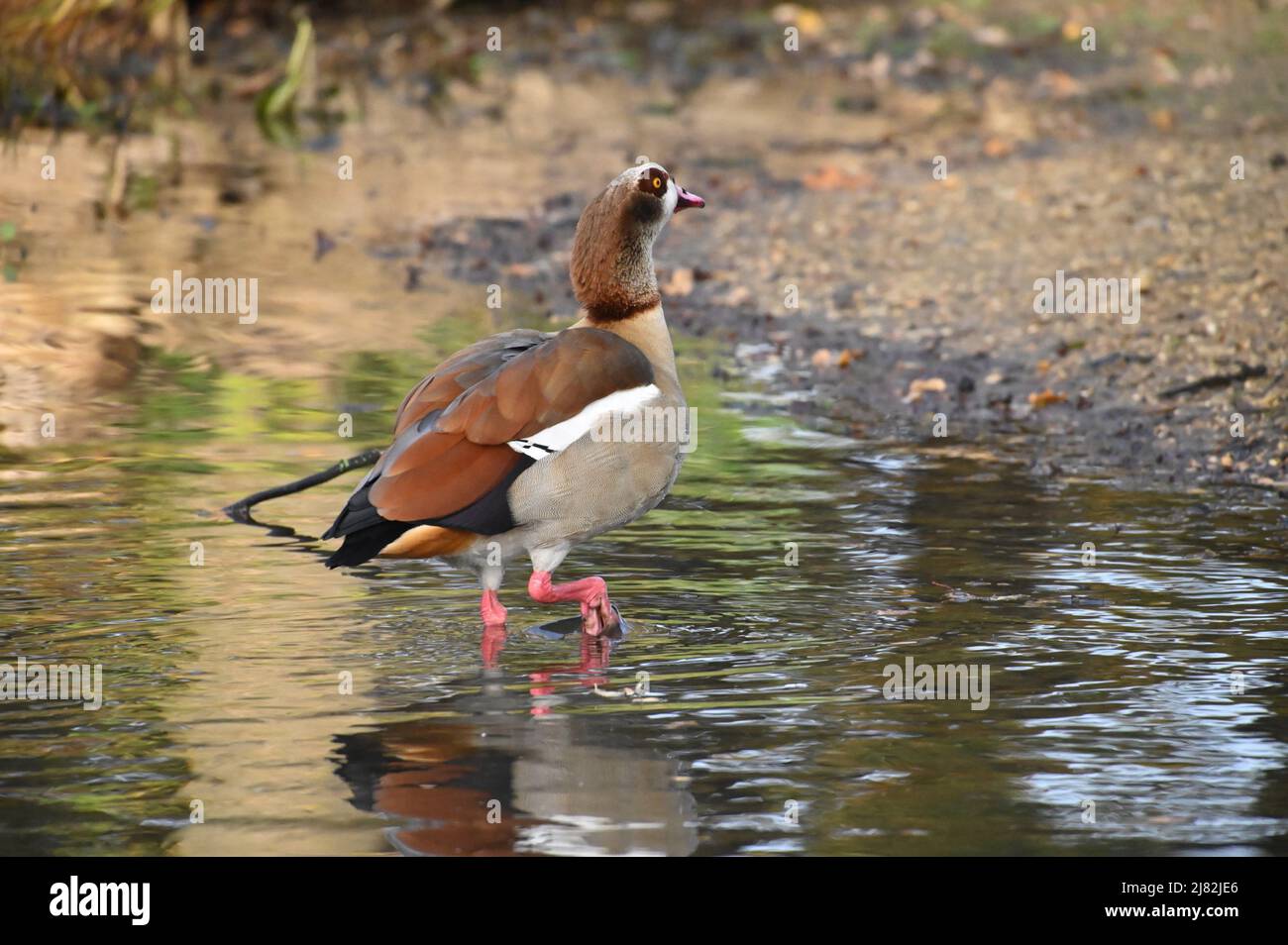 Common wild goose hi-res stock photography and images - Alamy