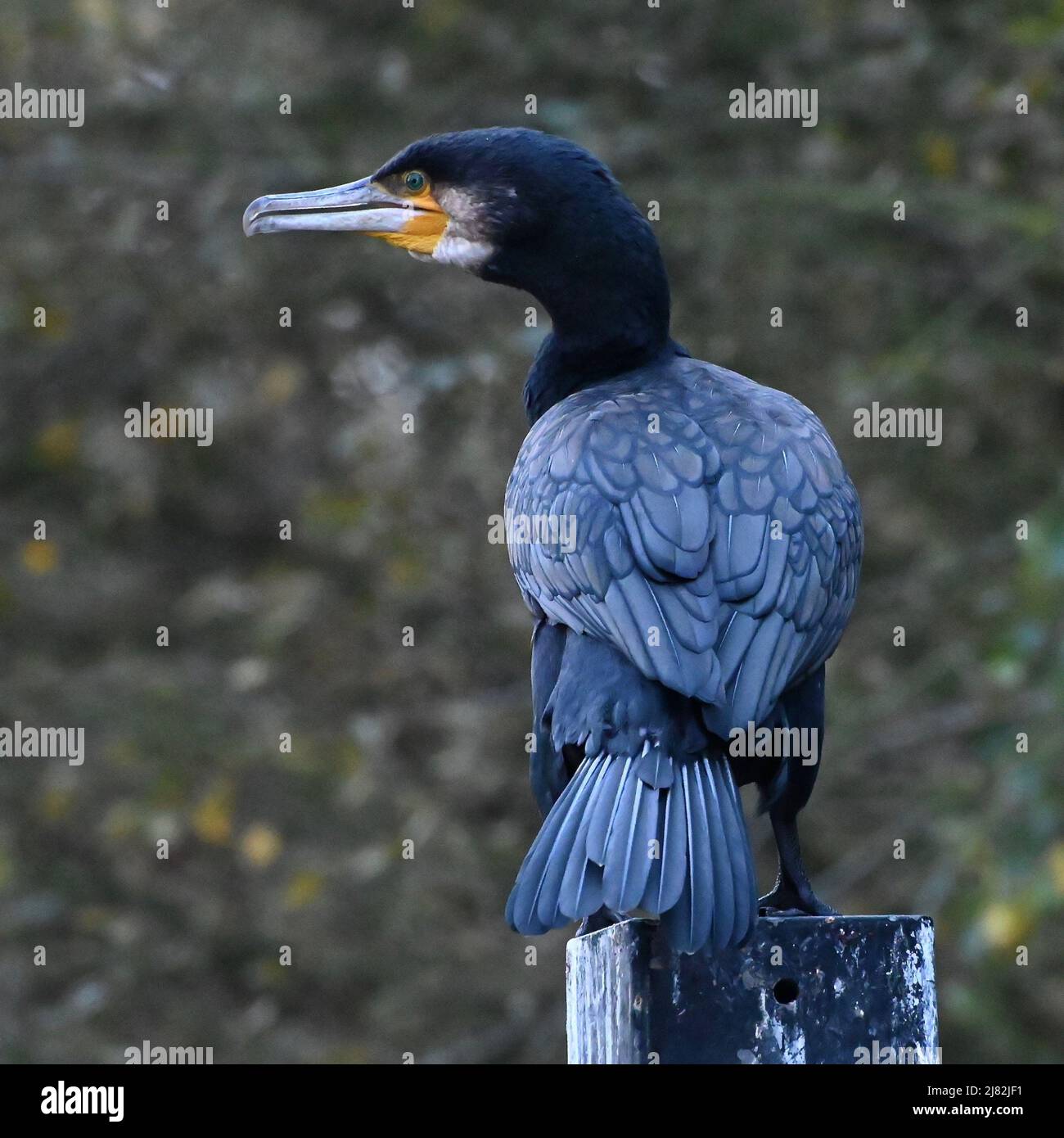 Predatory wetland bird hi-res stock photography and images - Alamy