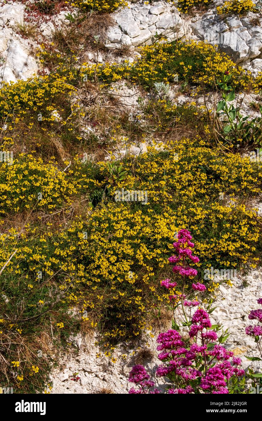 Including horseshoe vetch hi-res stock photography and images - Alamy