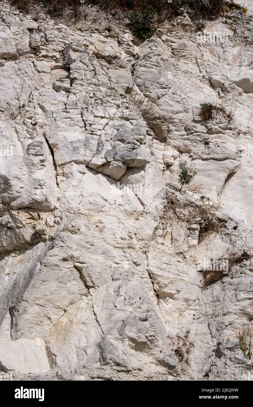 Plants, including Tenweeks stock, growing from chalk cliff face Stock ...