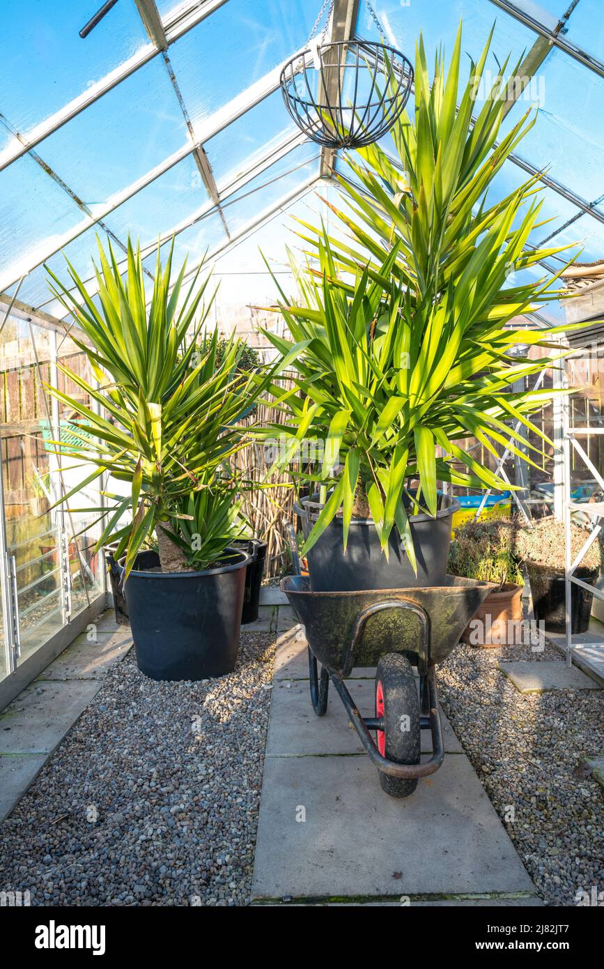 Overwintering plants greenhouse hi-res stock photography and images - Alamy