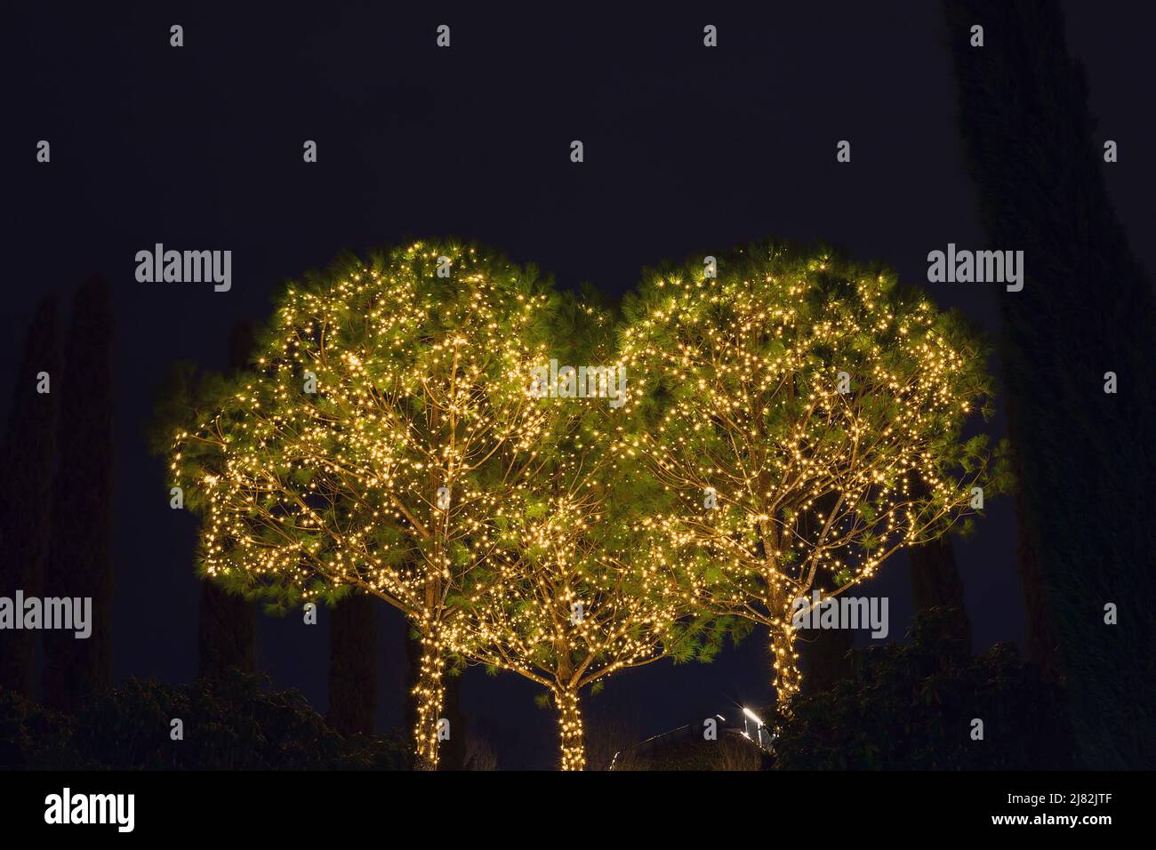 Three bright green coniferous trees, decorated with glowing garlands ...