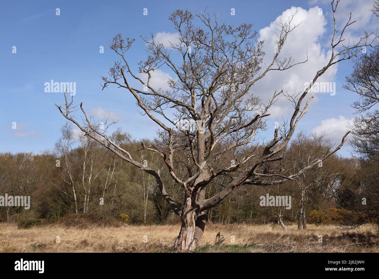 Mitcham green hi-res stock photography and images - Alamy