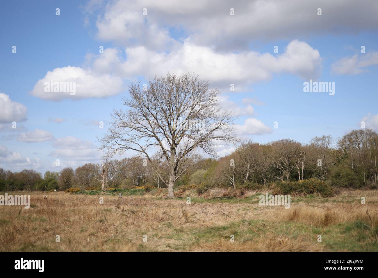 Mitcham common hi-res stock photography and images - Alamy