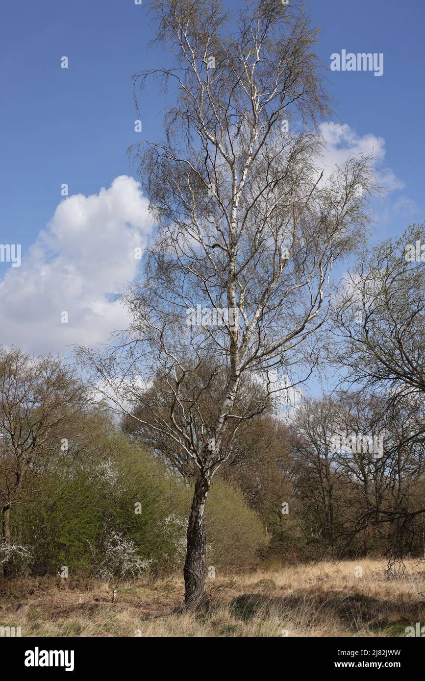 Common parkland hi-res stock photography and images - Alamy