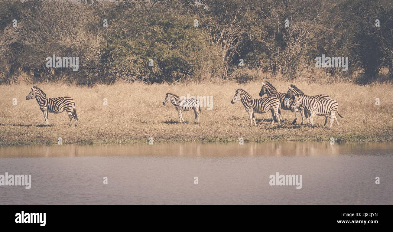 Zebra in Savannah environment, Kruger National Park, South Africa Stock ...