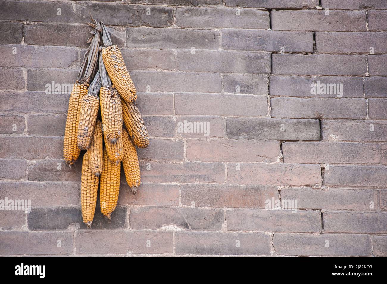 Dried corn ear hanging on the red brick wall Stock Photo - Alamy