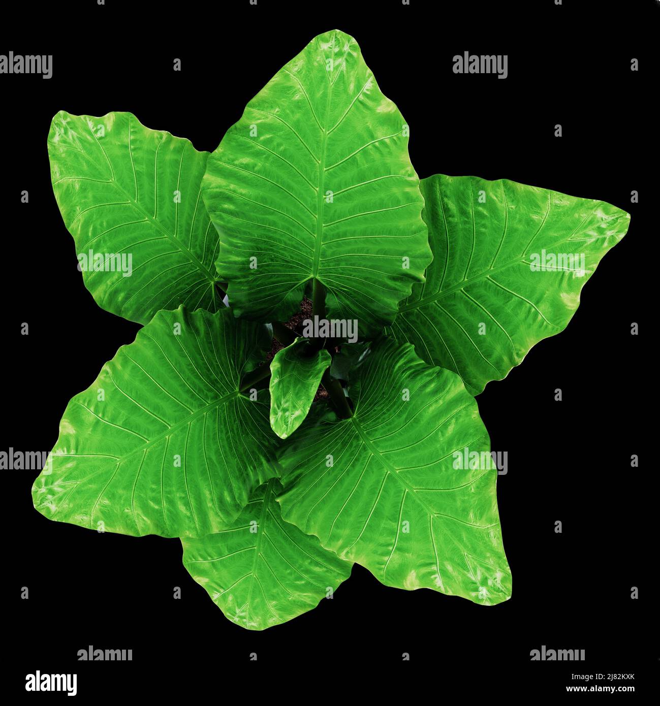Alocasia macrorrhiza isolated on background Stock Photo - Alamy