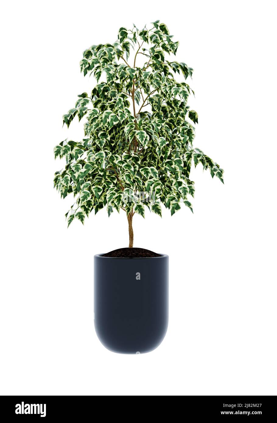 Ficus benjamina isolated on background Stock Photo - Alamy