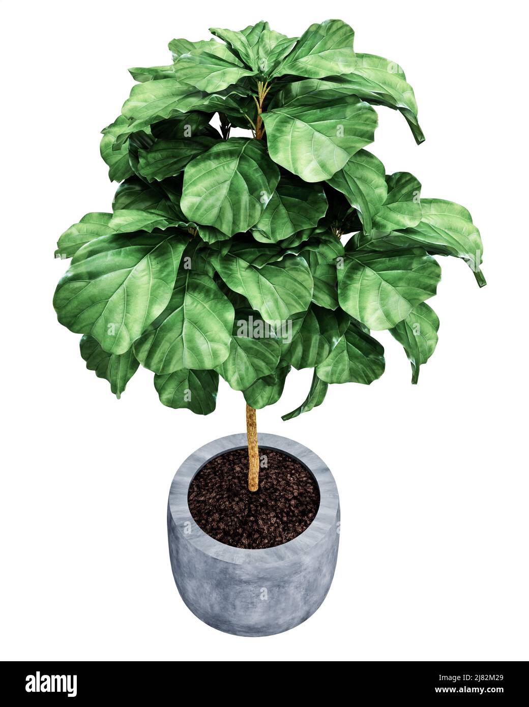 Ficus lyrata tree hi-res stock photography and images - Alamy