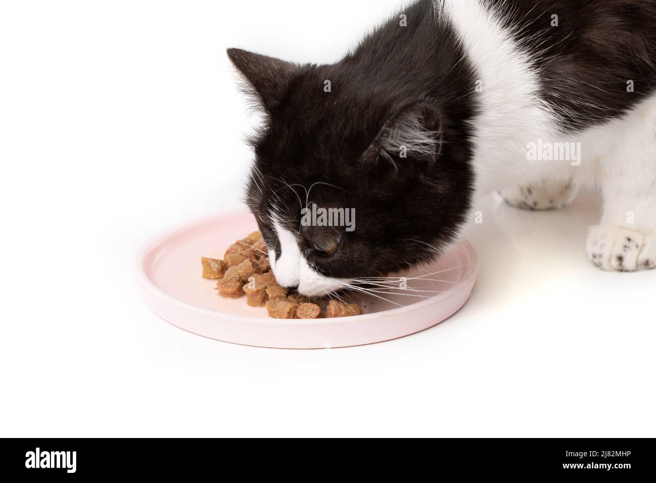 Moist cat food hi-res stock photography and images - Alamy