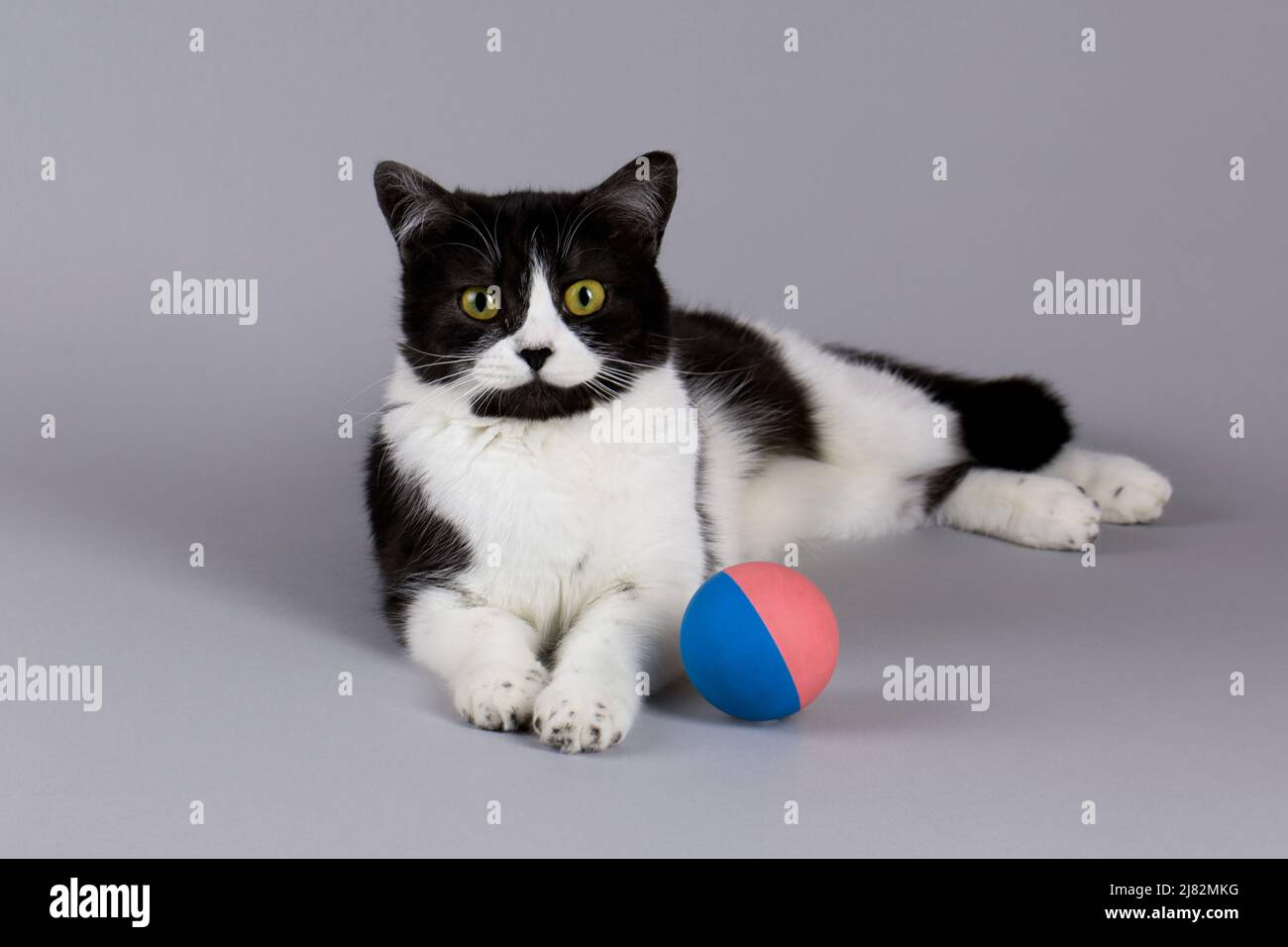 A beautiful black and white cat is lying on its side and a striped ...