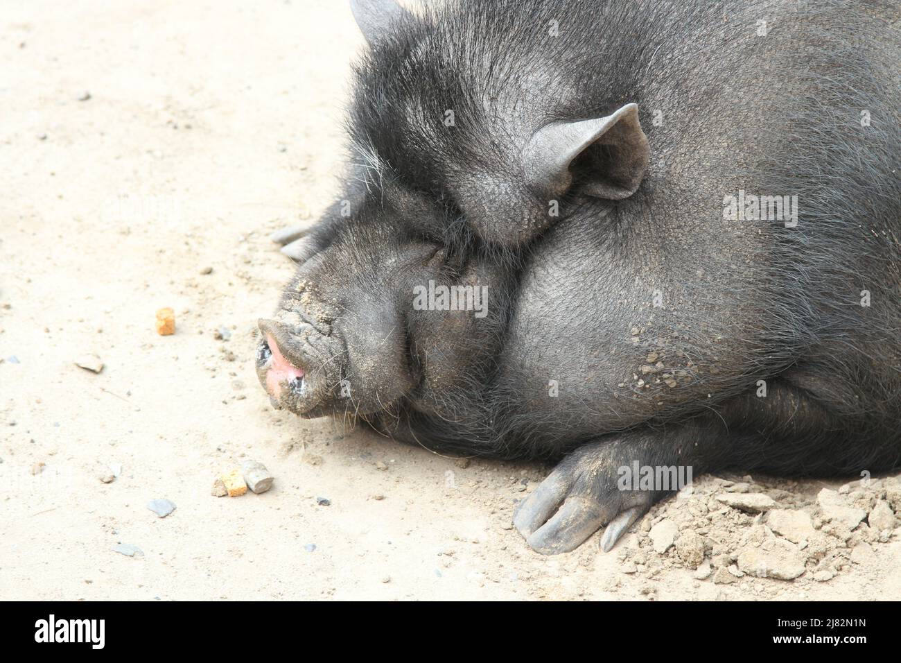 Black purebred pig or wild boar on a natural green background Stock ...
