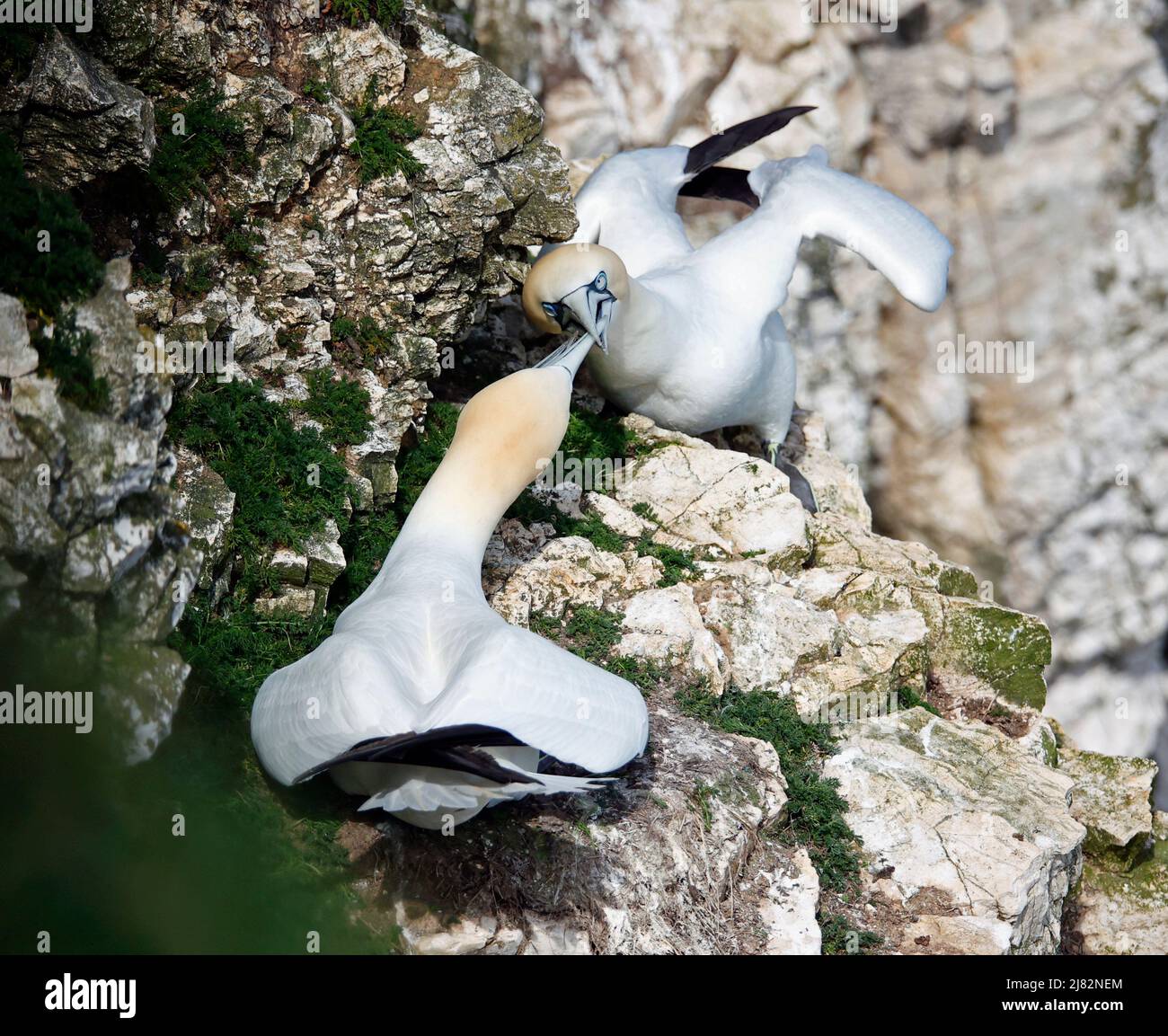 Squabbling northern gannets at their nest site Stock Photo - Alamy