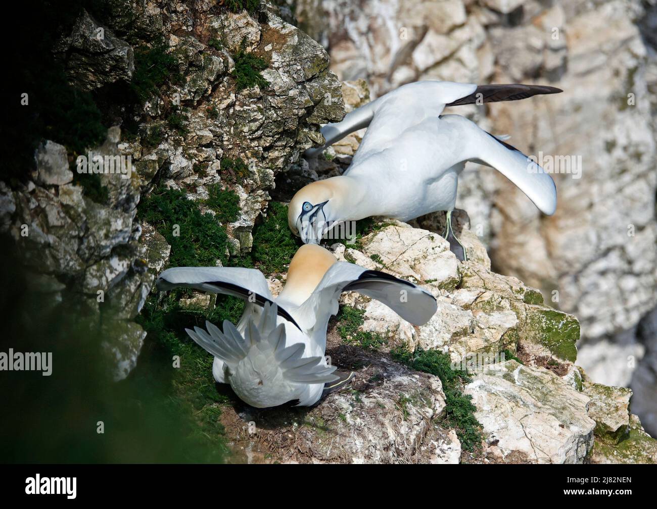 Squabbling northern gannets at their nest site Stock Photo - Alamy