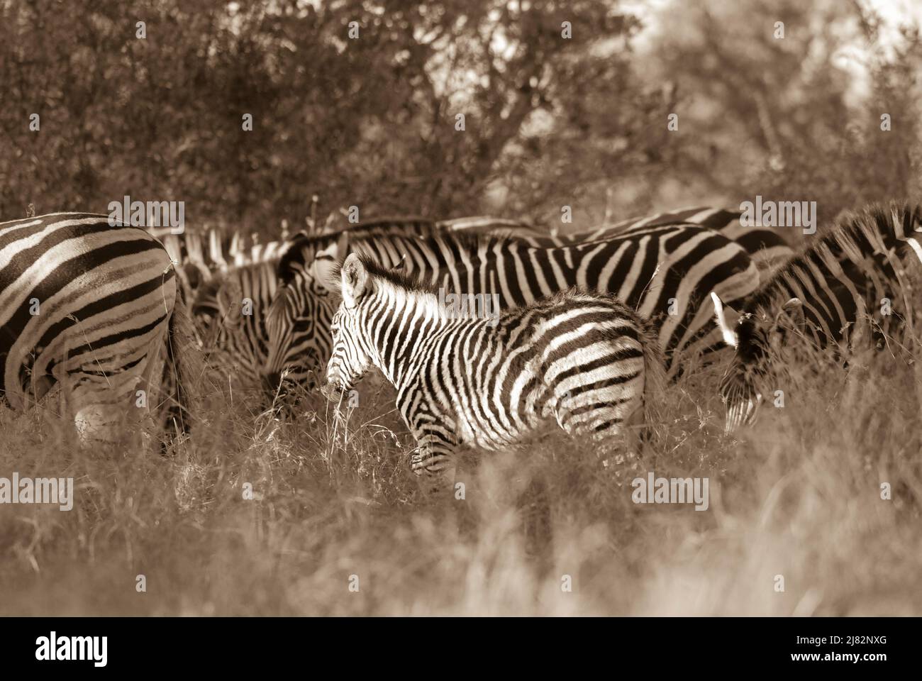 Zebra in Savannah environment, Kruger National Park, South Africa Stock ...