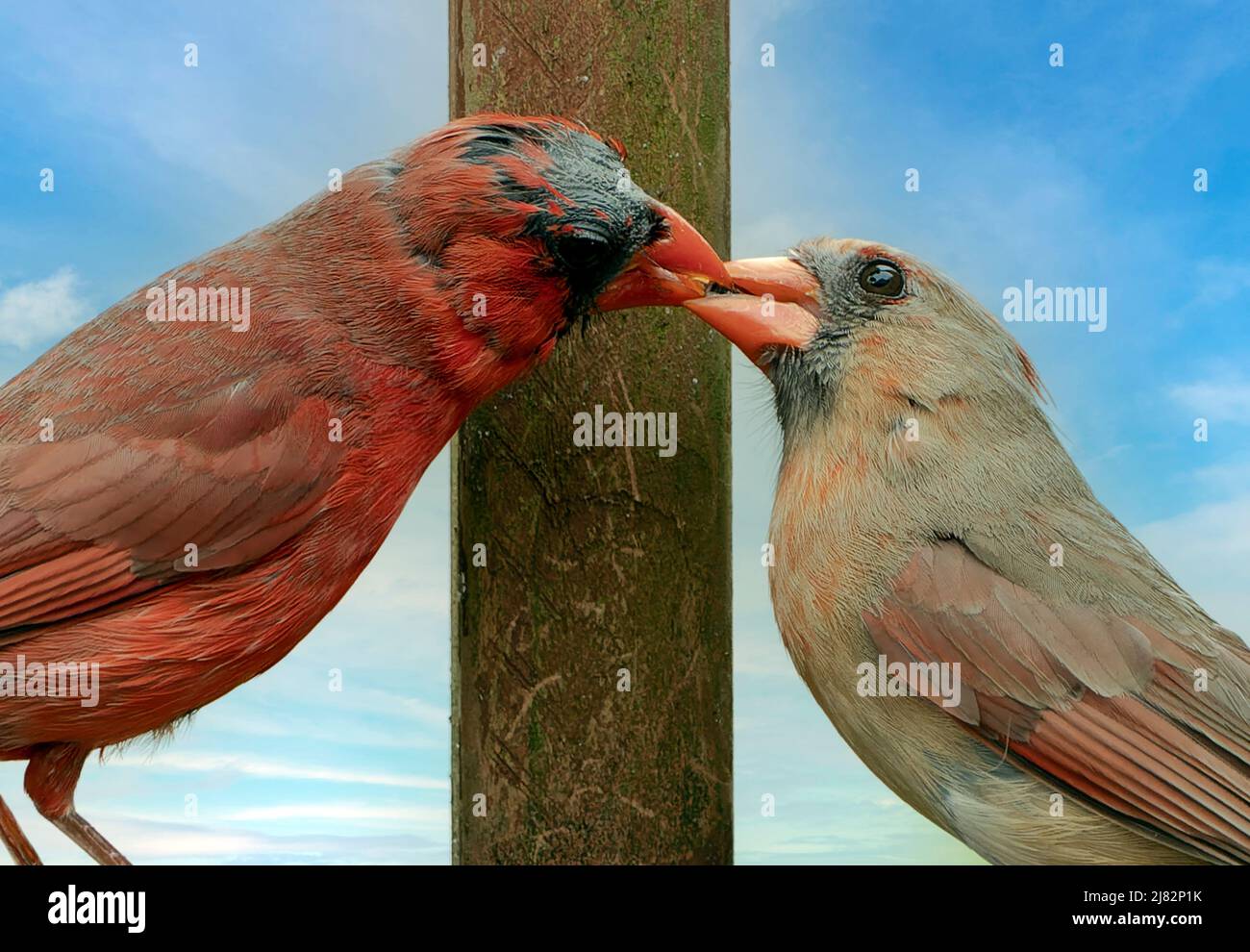 Northern Cardinals sharing food on the backyard deck Stock Photo - Alamy