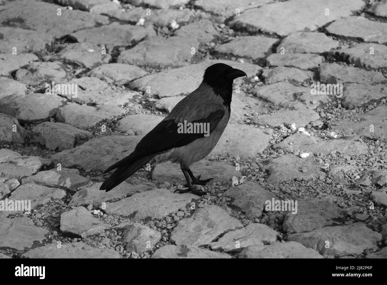 Crow standing on cobblestones Stock Photo - Alamy