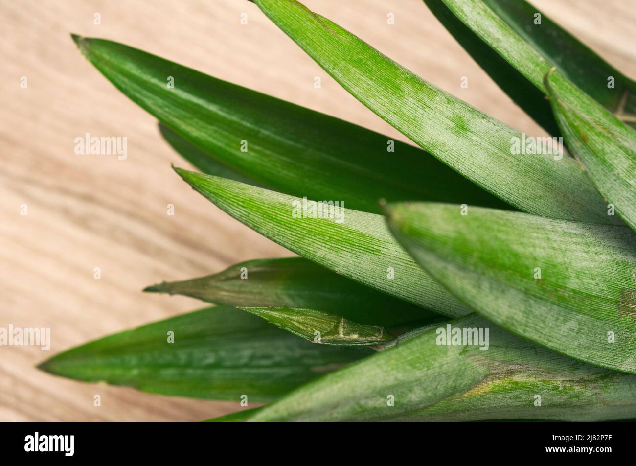 Pineapple leaves hi-res stock photography and images - Alamy