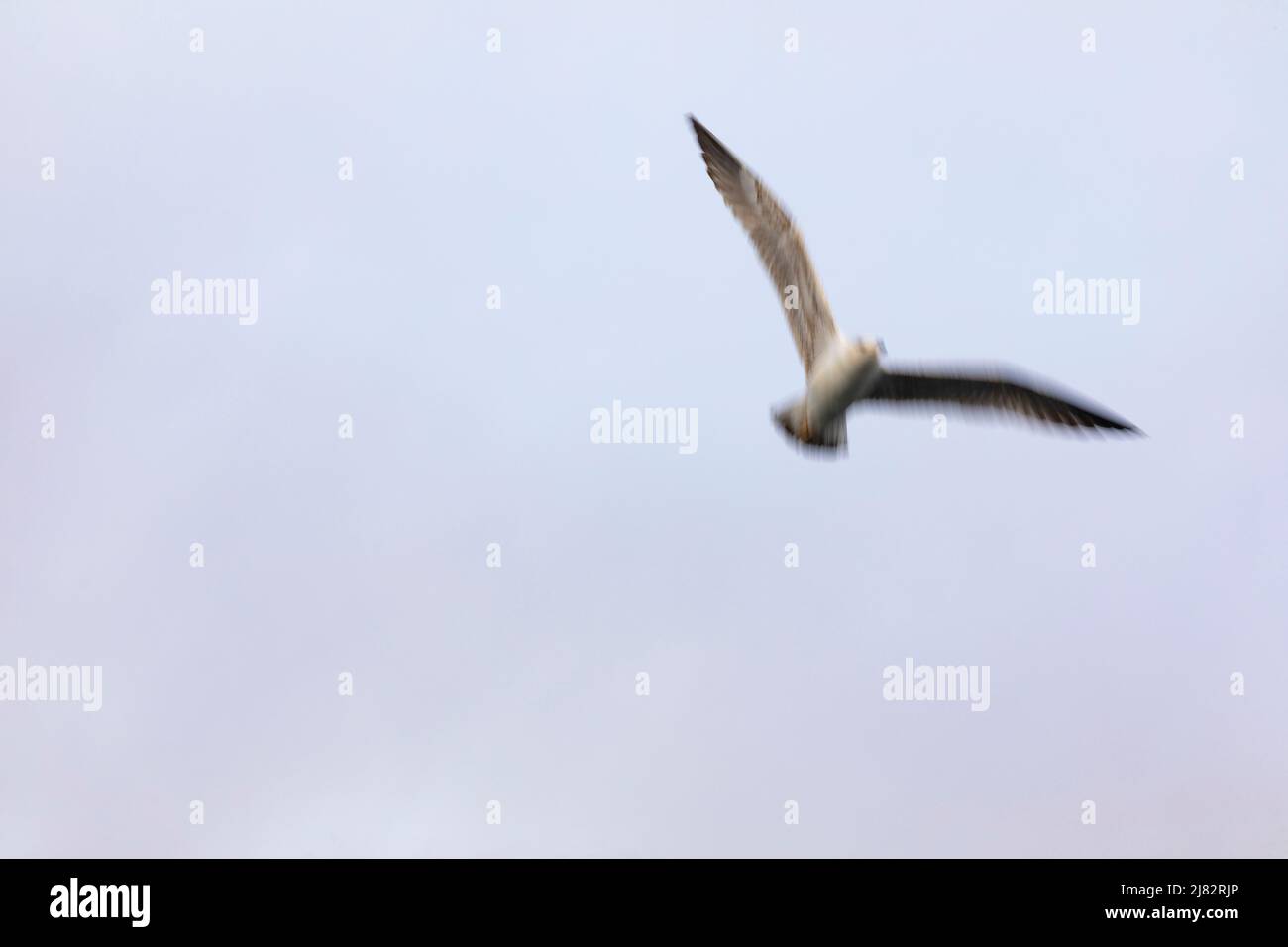 Gull chordata flying in hi-res stock photography and images - Alamy