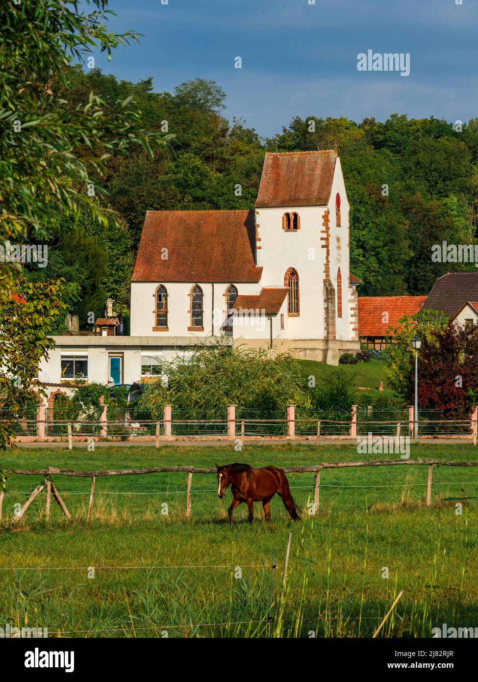 A horse on a green meadow against the backdrop of a medieval village ...