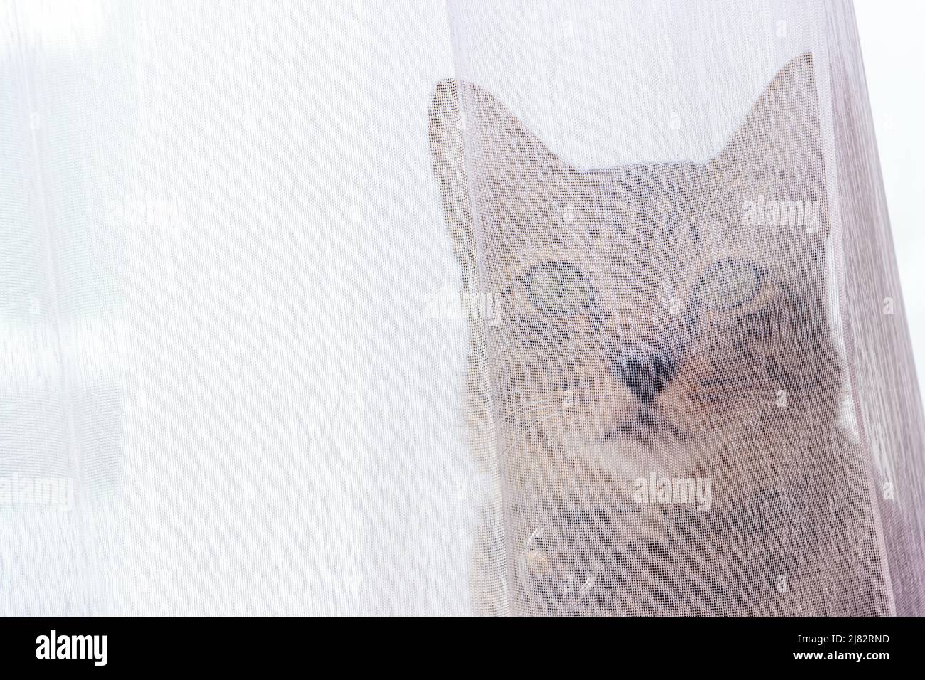 The cat looks into the camera through the curtain on the window Stock ...