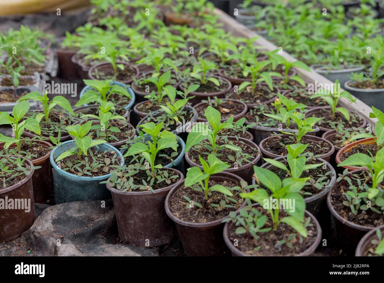 Bulgarian pepper seedlings growing in a plastic tray Stock Photo - Alamy