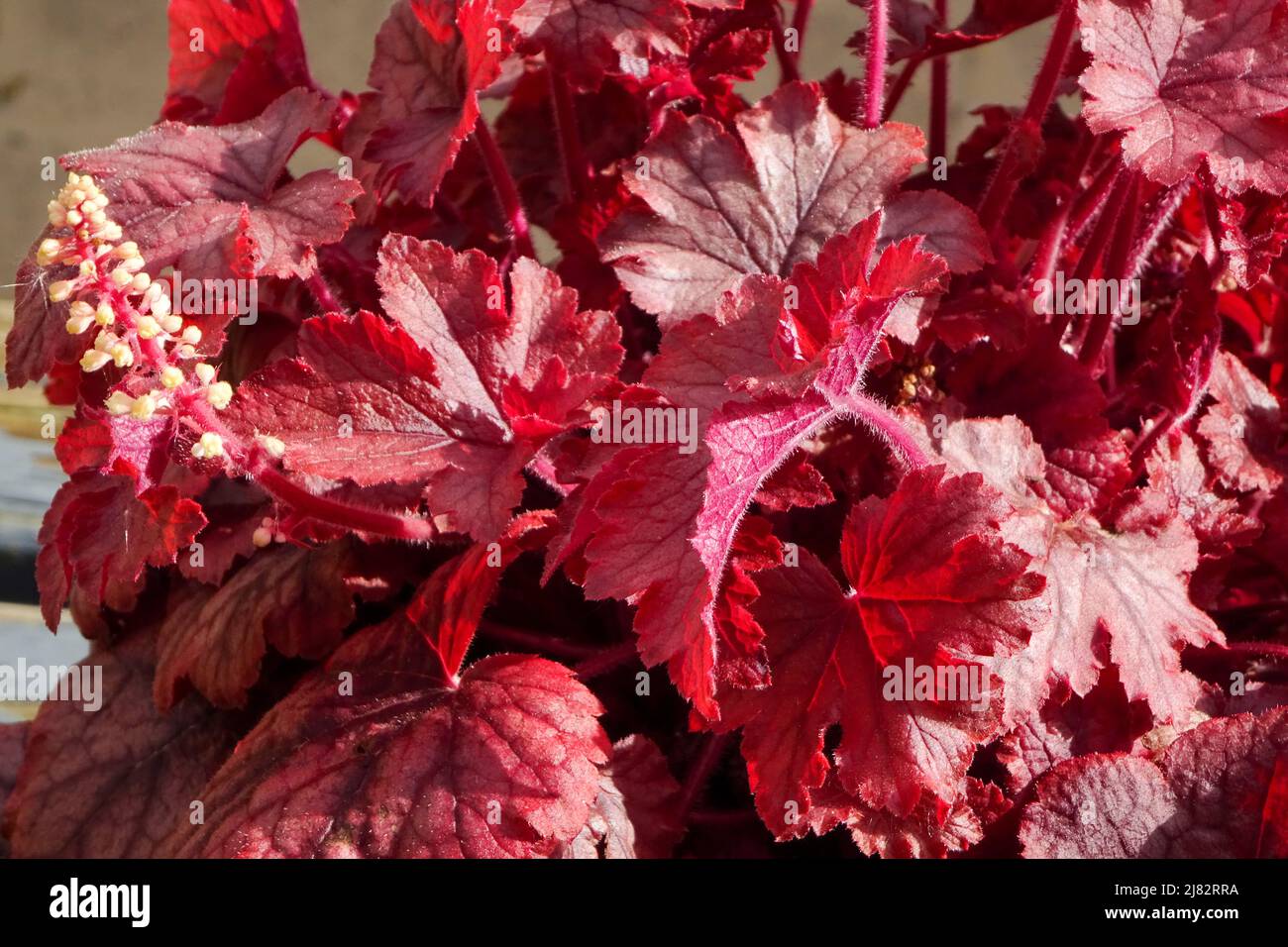 Heucherella 'Peach Tea', also known as Foamy Bells, in Spring sunlight ...