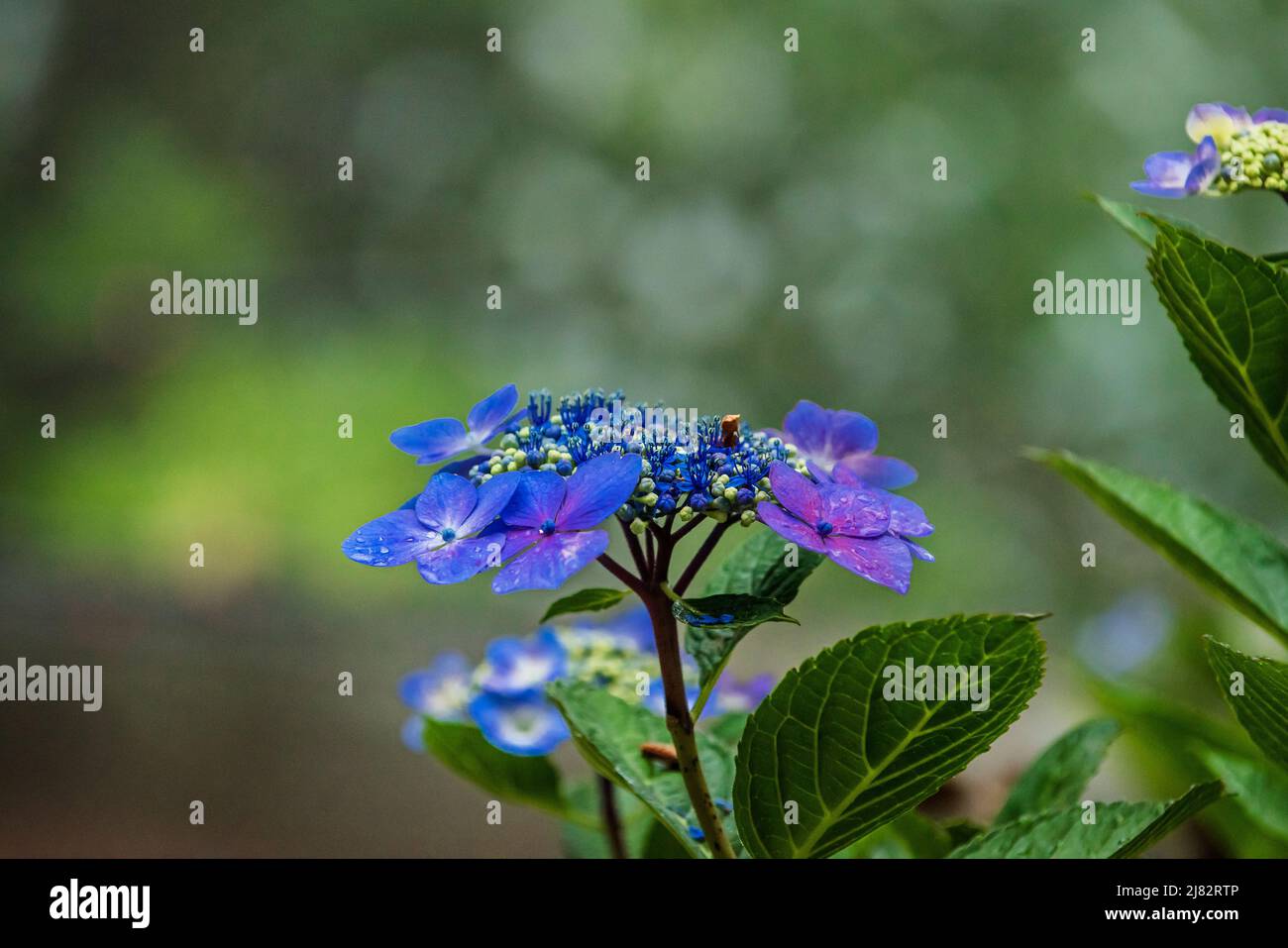 Hydrangea Macrophylla flowers in the misty forest Stock Photo - Alamy