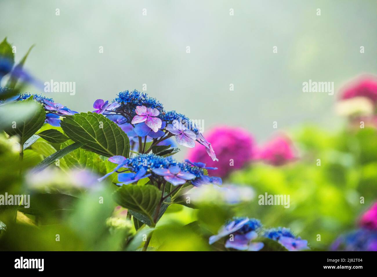 Hydrangea Macrophylla flowers in the misty forest Stock Photo - Alamy