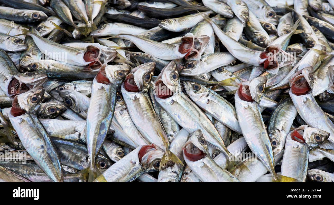 fresh fishes at the market Stock Photo - Alamy
