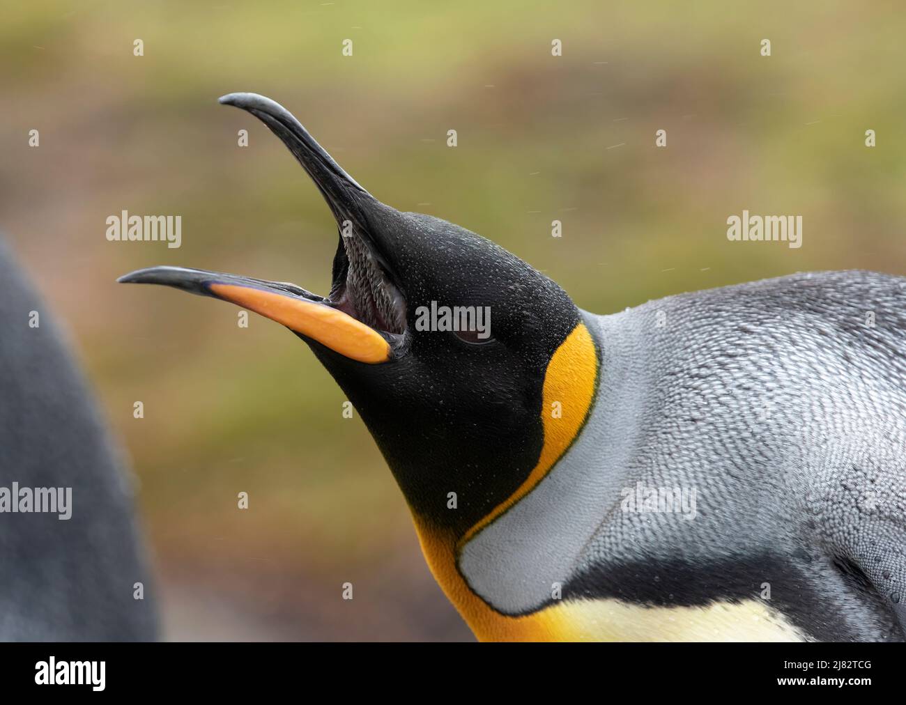 King penguin calling hi-res stock photography and images - Alamy