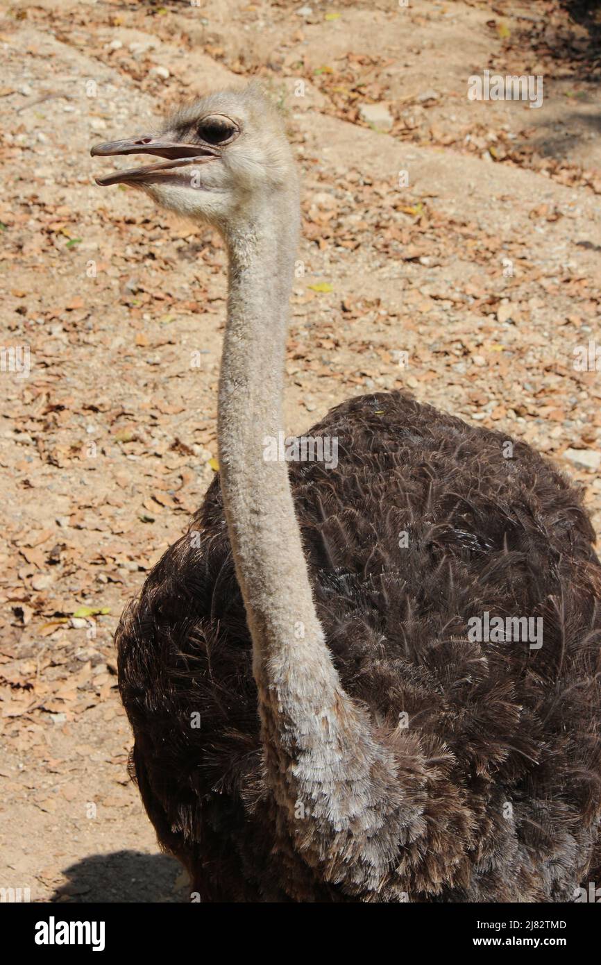 ostrich in a zoo in thailand Stock Photo - Alamy