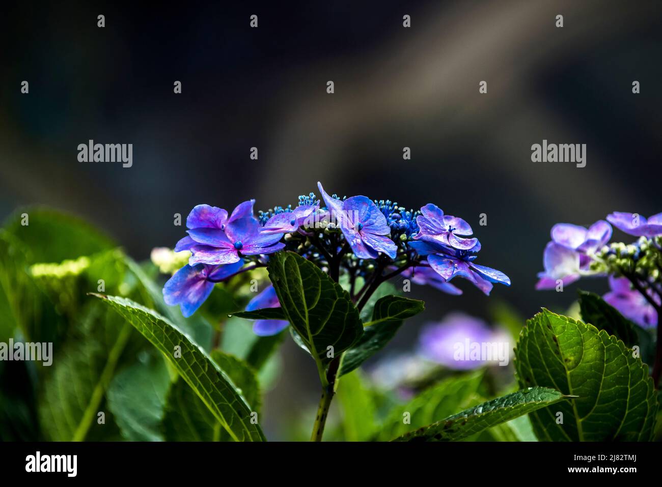 Hydrangea Macrophylla flowers in the misty forest Stock Photo - Alamy