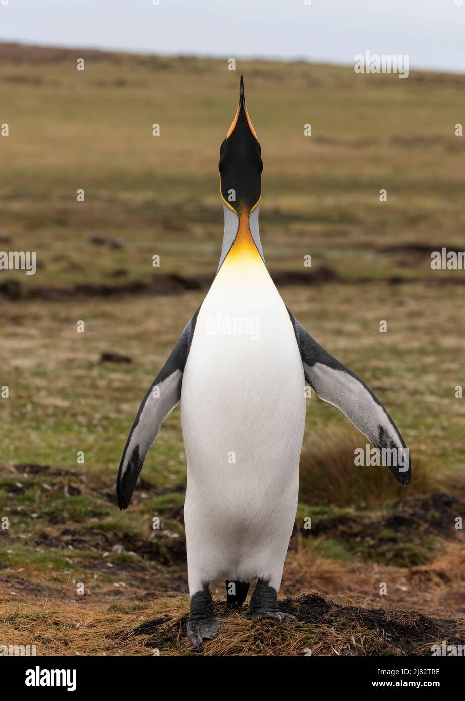 King Penguin calling Stock Photo - Alamy