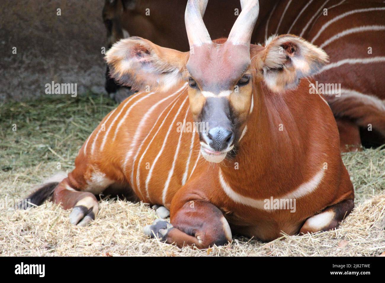 Bongo antelope in wild hi-res stock photography and images - Alamy