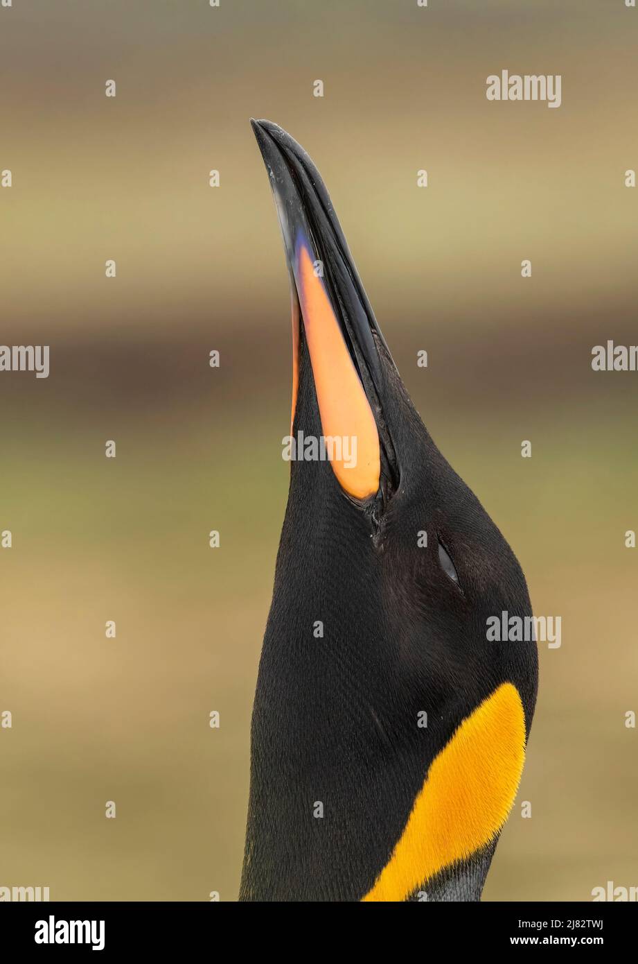 King Penguin calling Stock Photo - Alamy