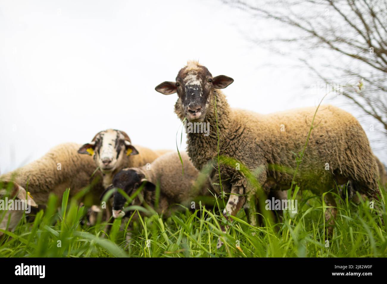 Ripollesa hi-res stock photography and images - Alamy