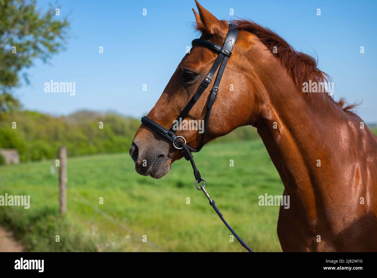 Chestnut horse head hi-res stock photography and images - Alamy