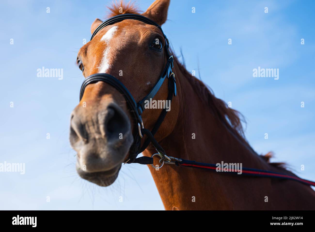 Funny close up photo taken from below of a beautiful brown chestnut ...
