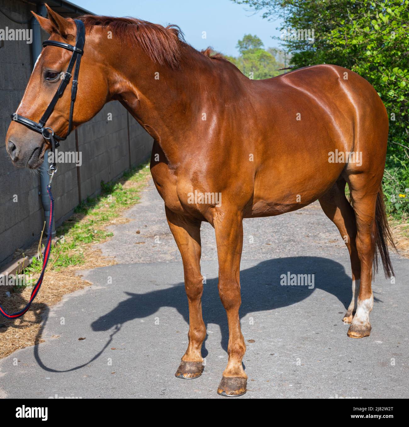 Beautiful brown chestnut mare horse with a halter at a riding school ...