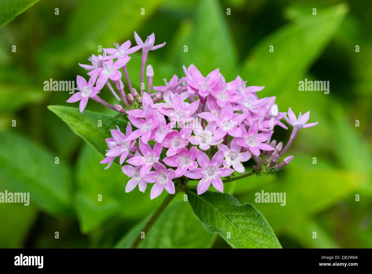 Egyptian Star Cluster Lanceolata Sunstar® Red Egyptian Star Flower