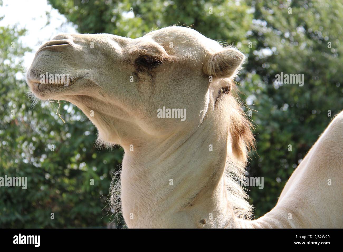 dromedary in a zoo in france Stock Photo - Alamy