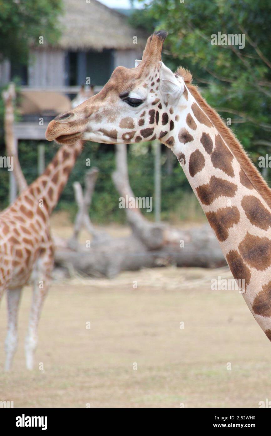 Girafe animal faune hi-res stock photography and images - Alamy
